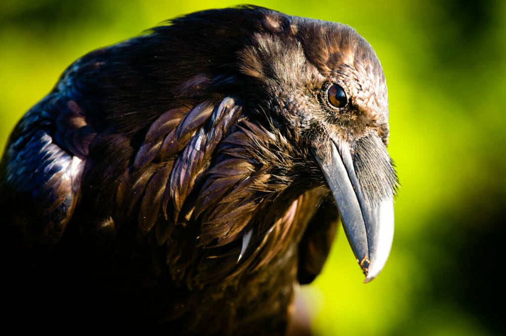 Raven – Mind of Dan