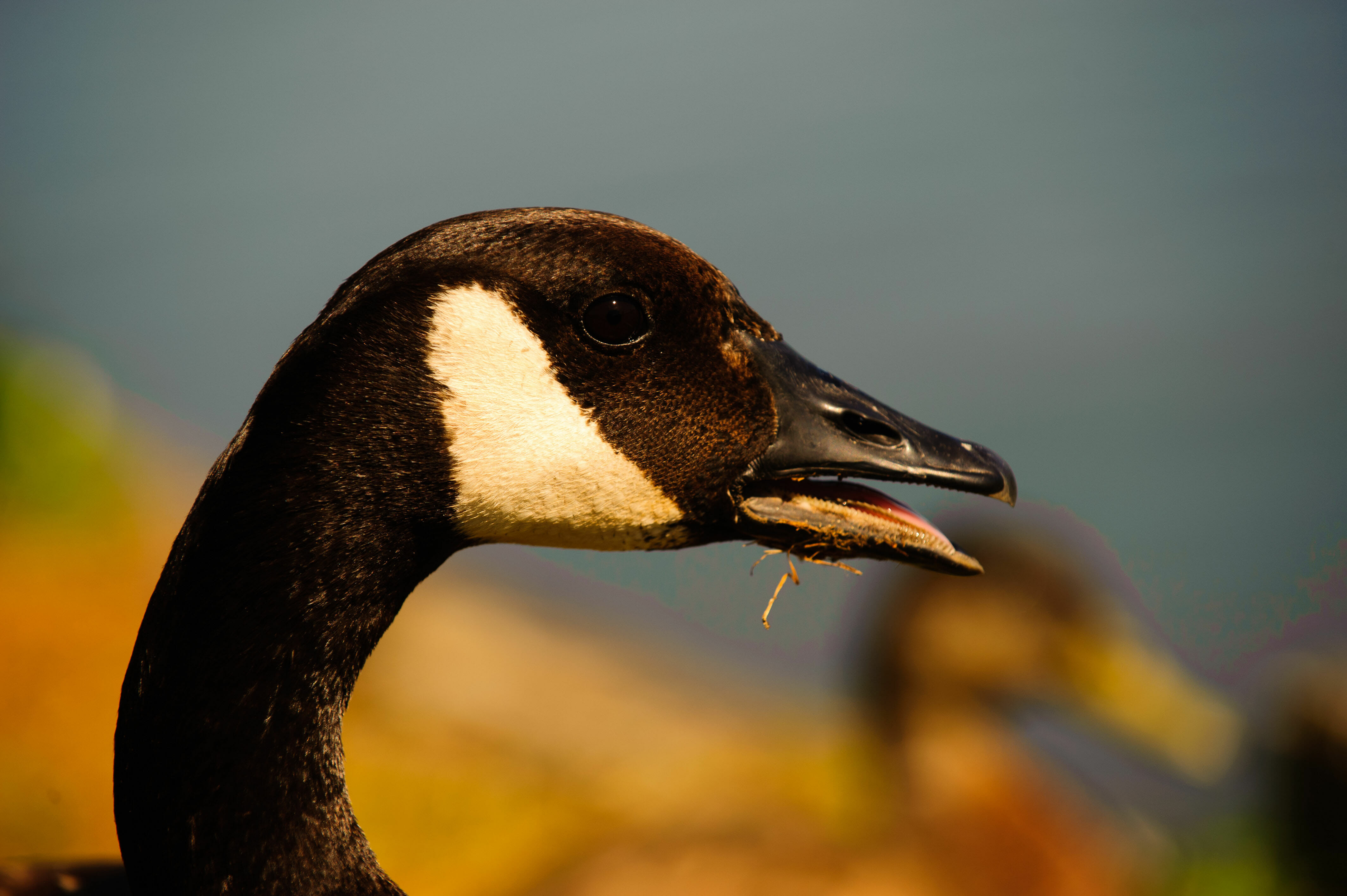 A trip to the Reifel Bird Sanctuary – Mind of Dan