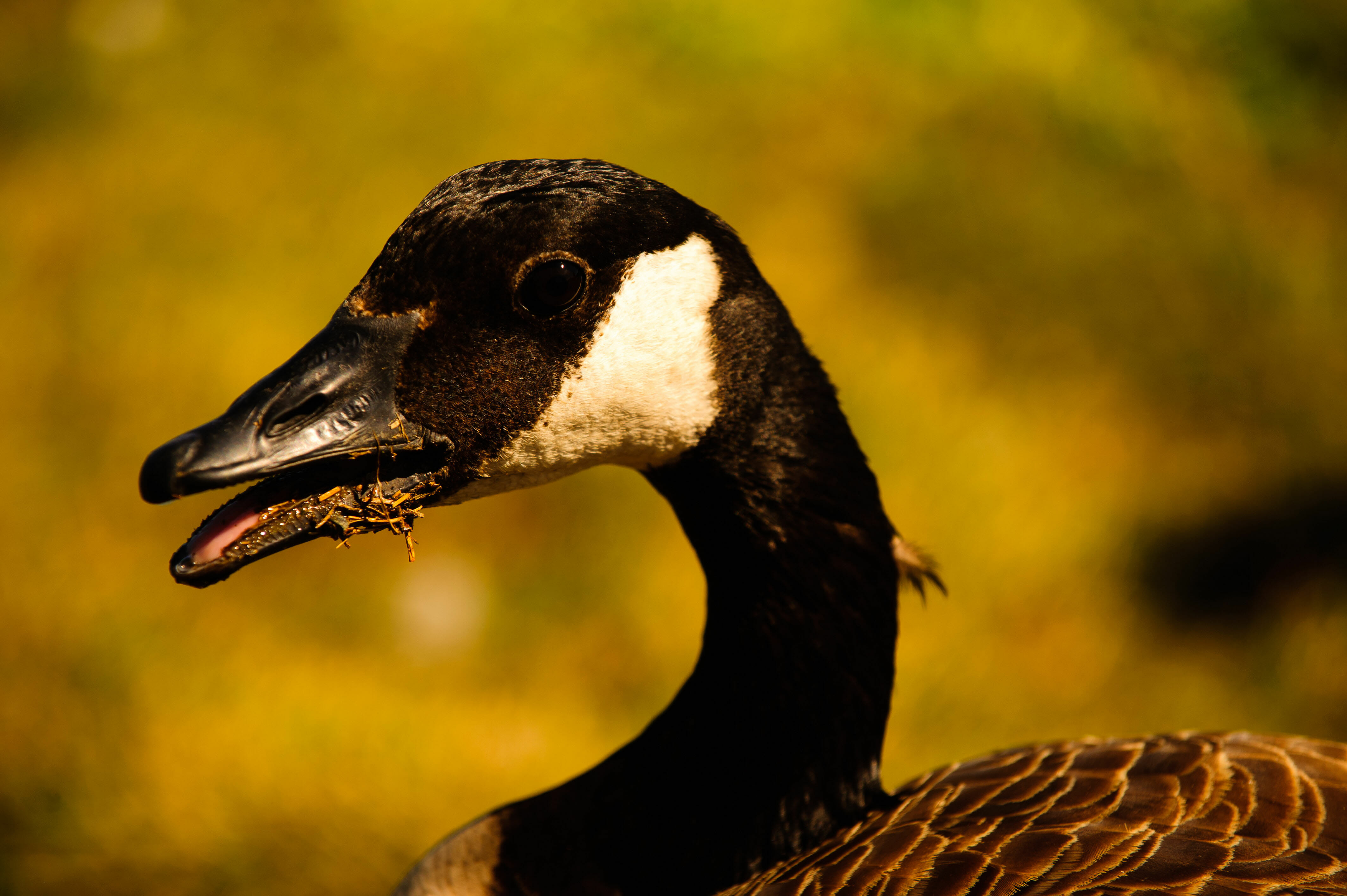 A trip to the Reifel Bird Sanctuary – Mind of Dan