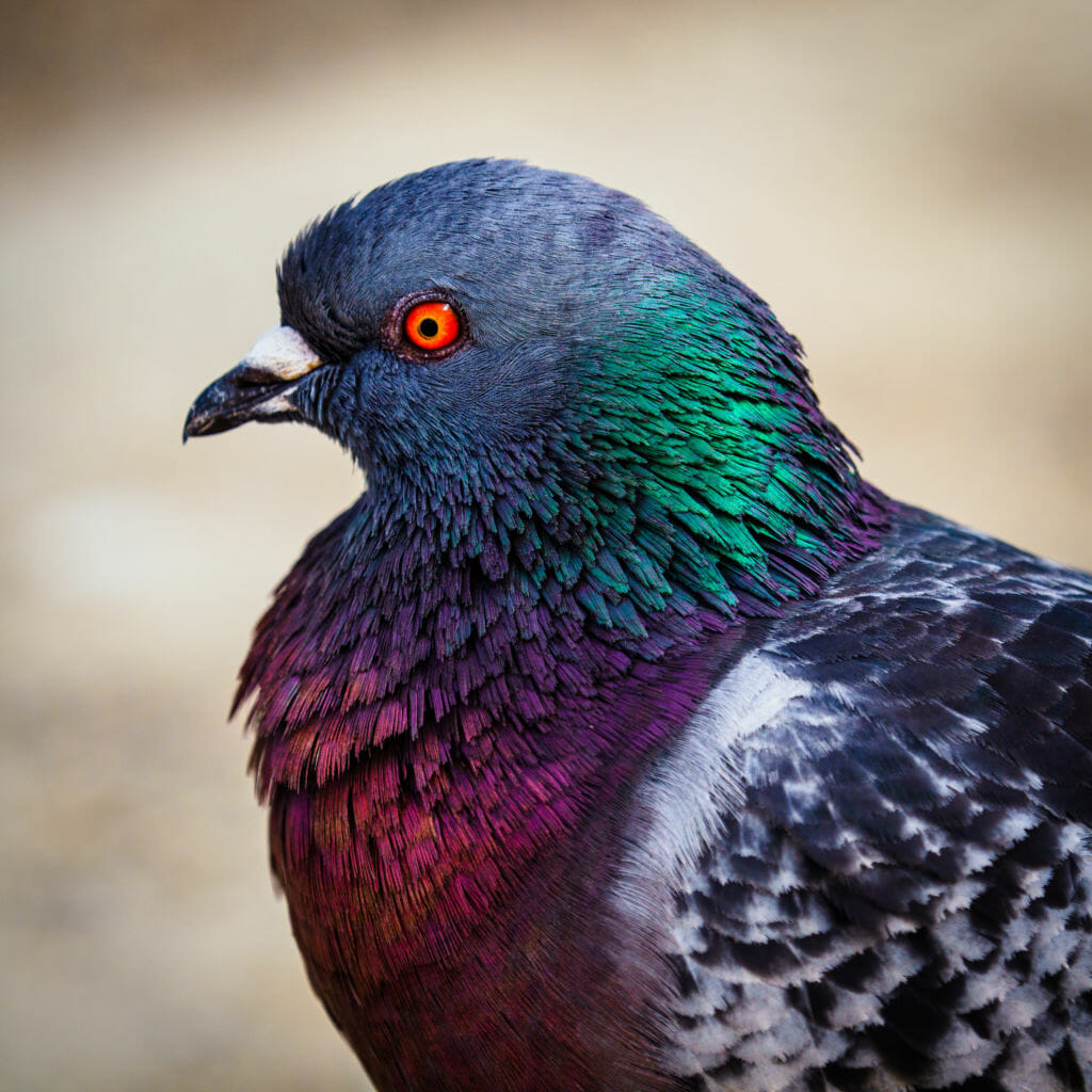 A Colourful pigeon – Mind of Dan